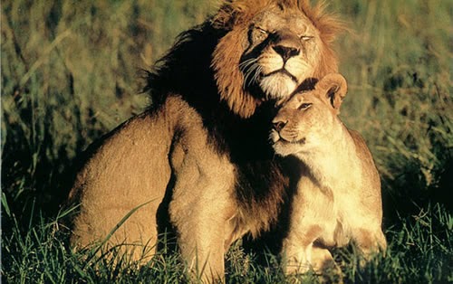 ṉαṡʐε ʐøøø